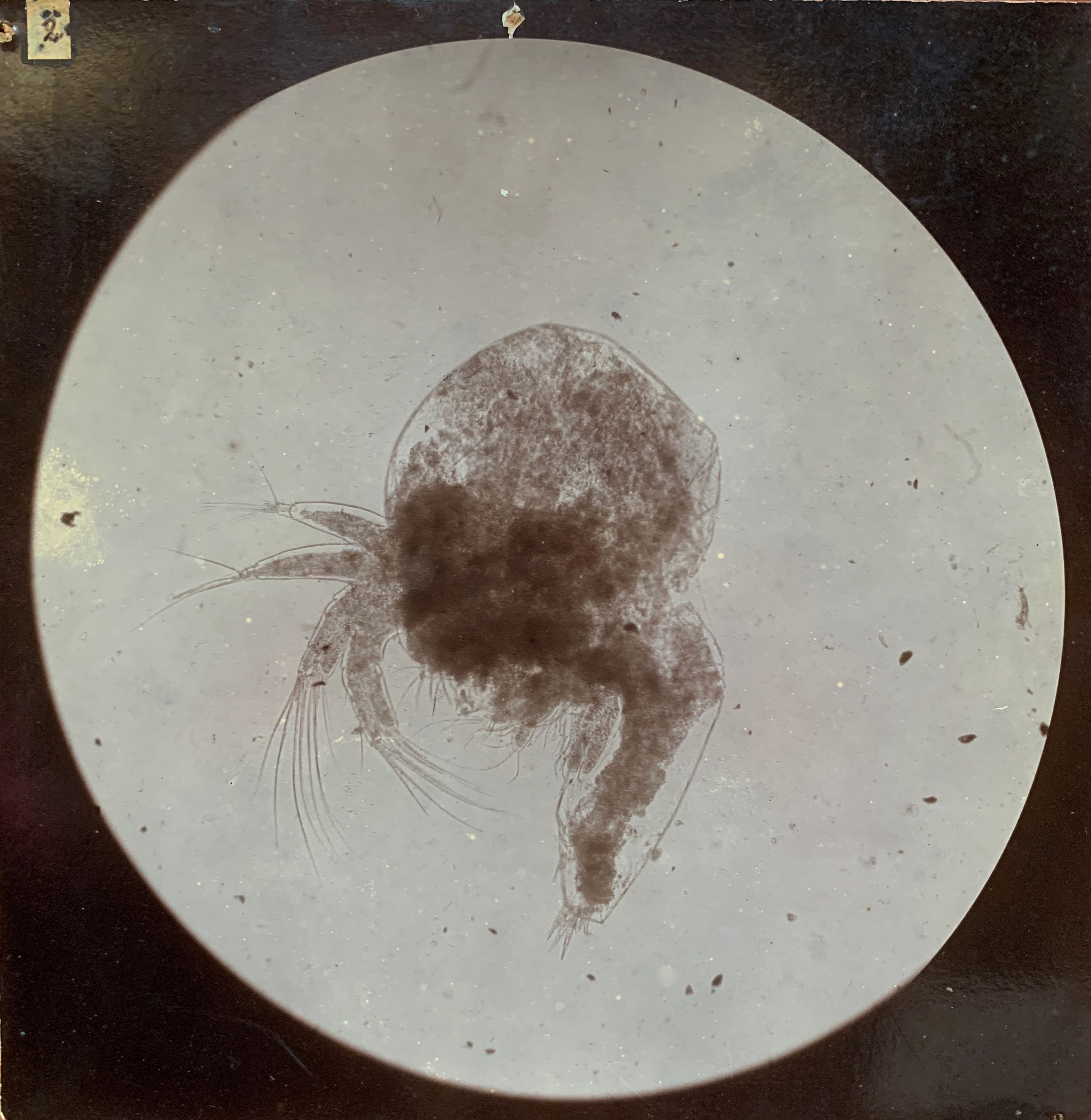 As primeiras fotografias de plâncton em Portugal